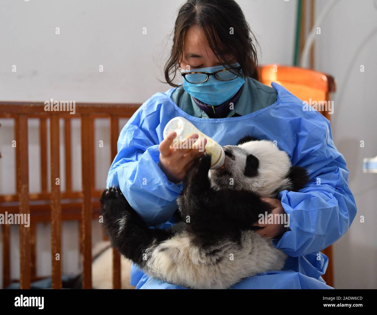 Xi'an, China's Shaanxi Province. 4th Dec, 2019. A keeper feeds a giant ...
