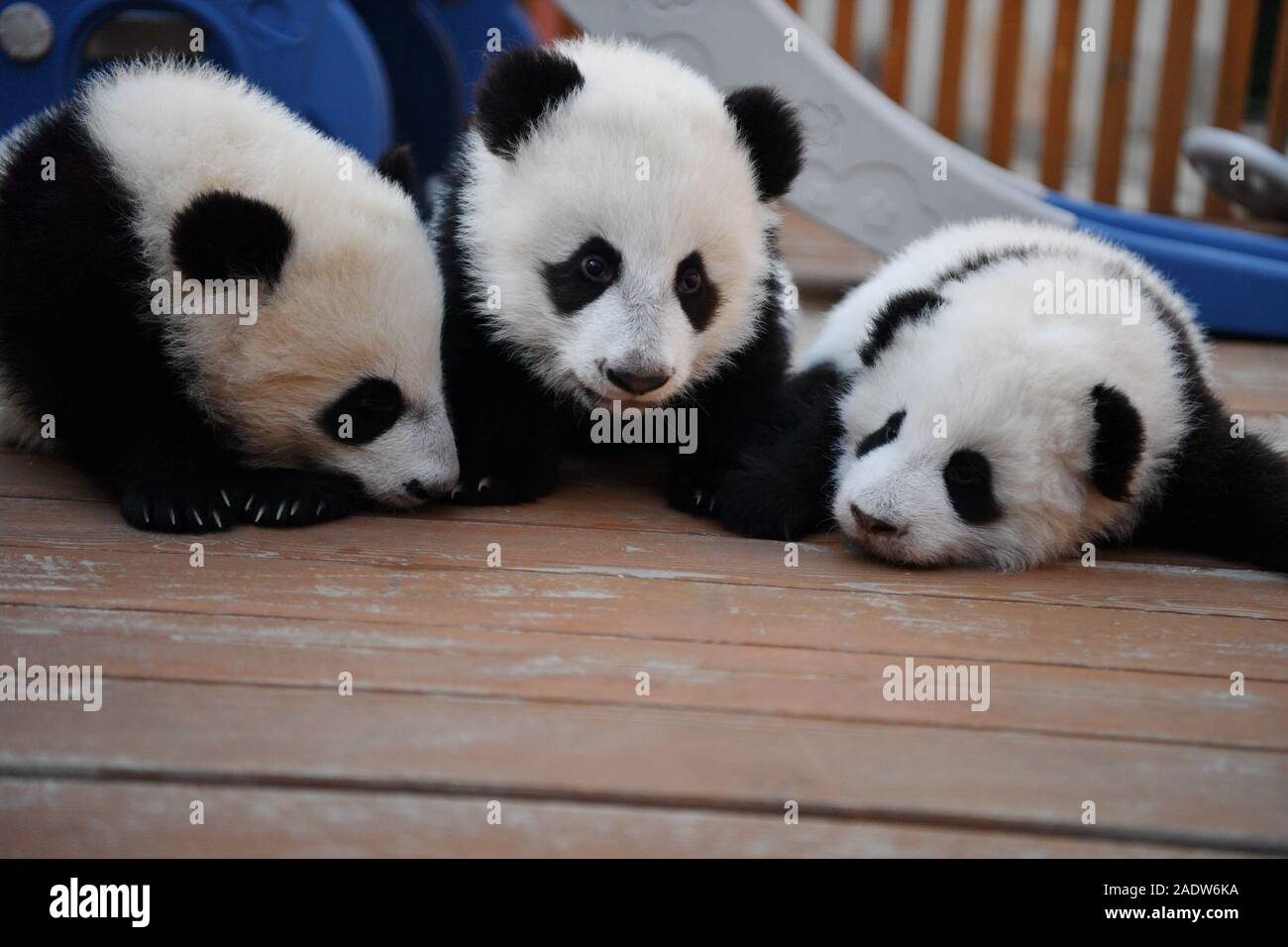 Baby Qinling Panda