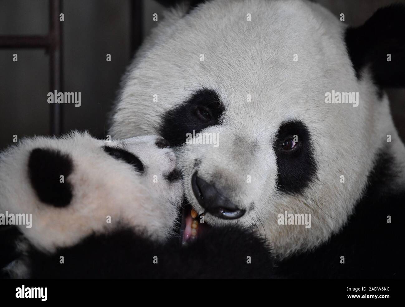Xi'an, China's Shaanxi Province. 4th Dec, 2019. Giant panda Zhu Zhu ...