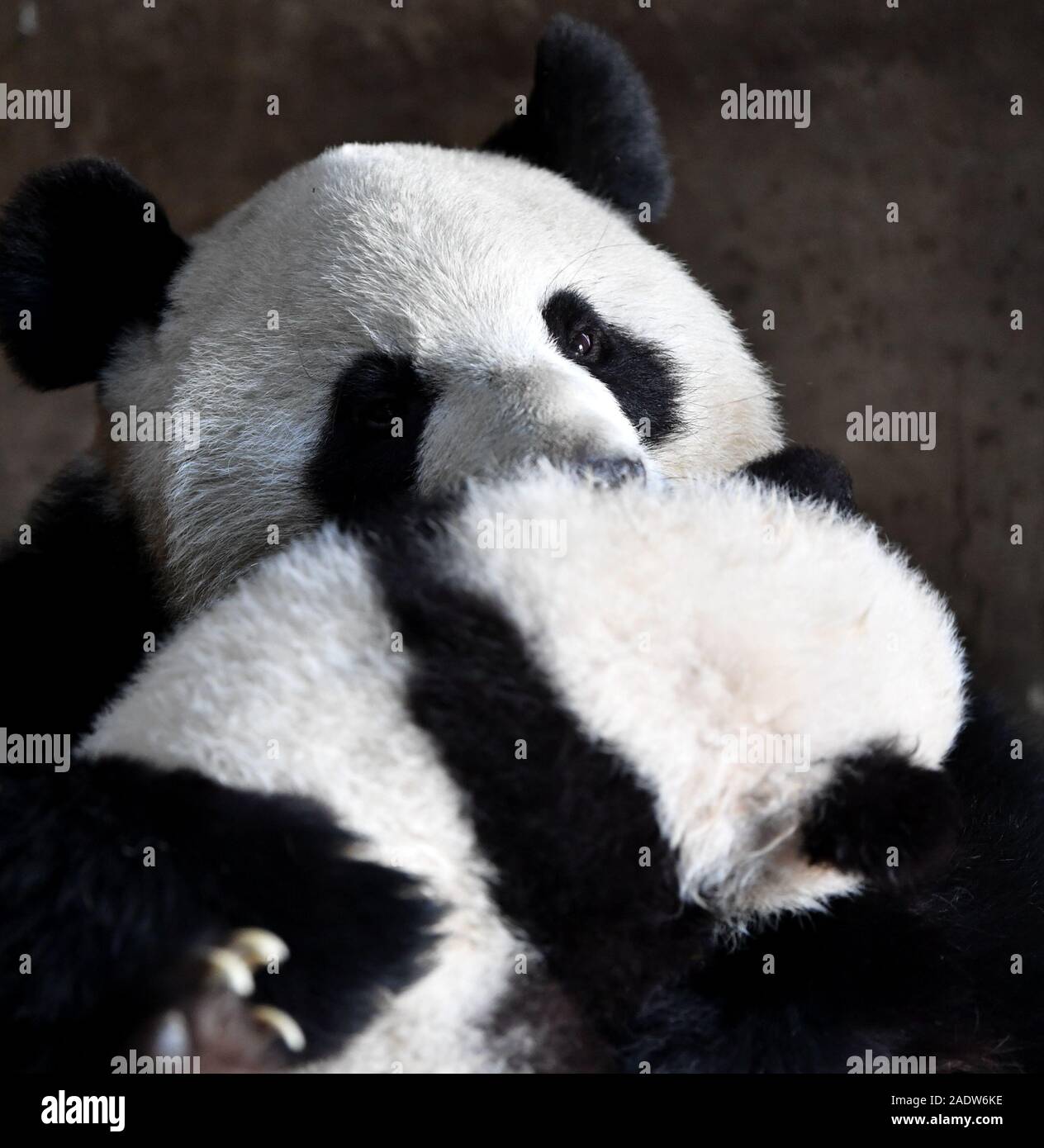 Xi'an, China's Shaanxi Province. 4th Dec, 2019. Giant panda Zhu Zhu ...