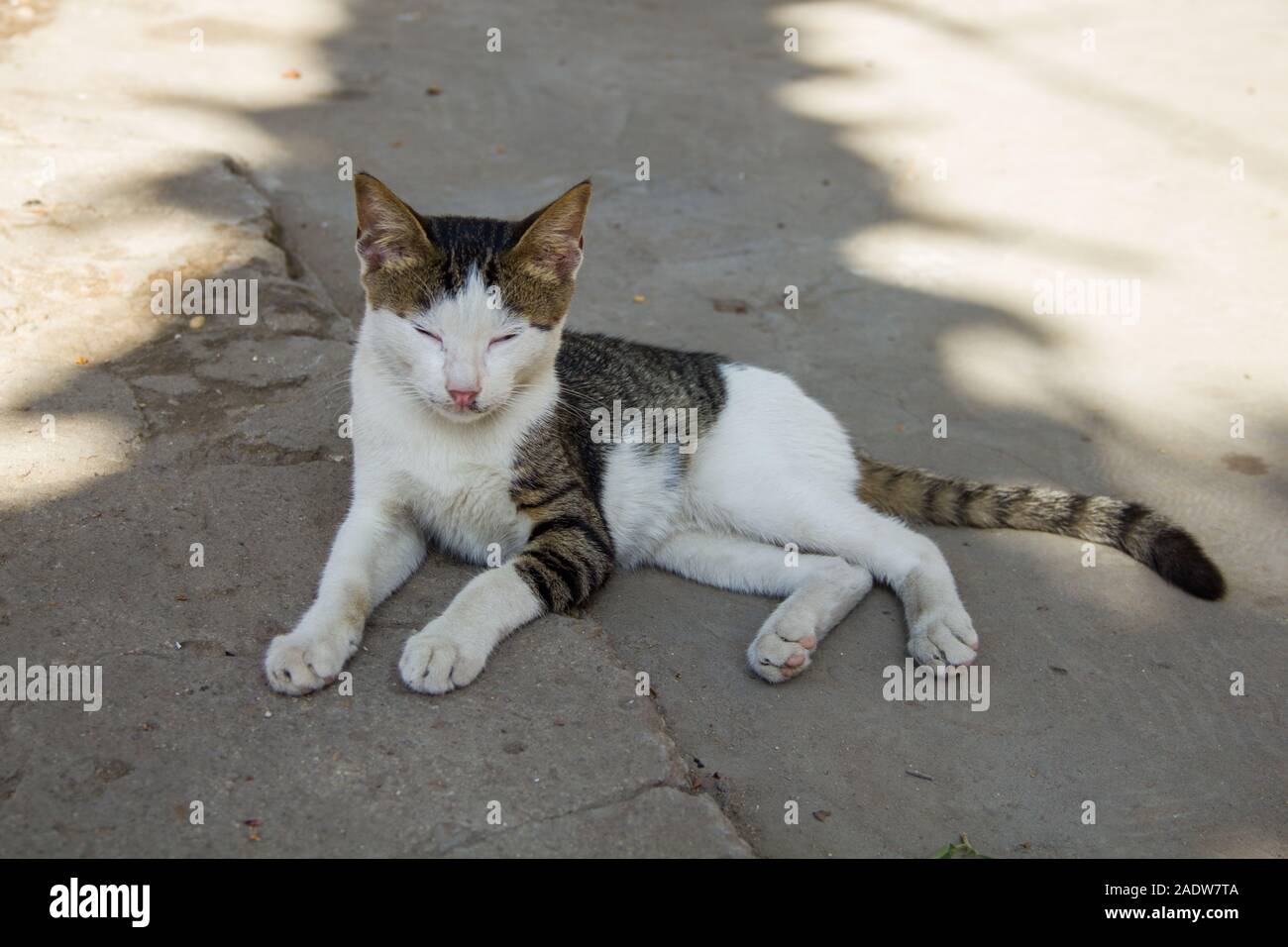Sharp face hi-res stock photography and images - Alamy