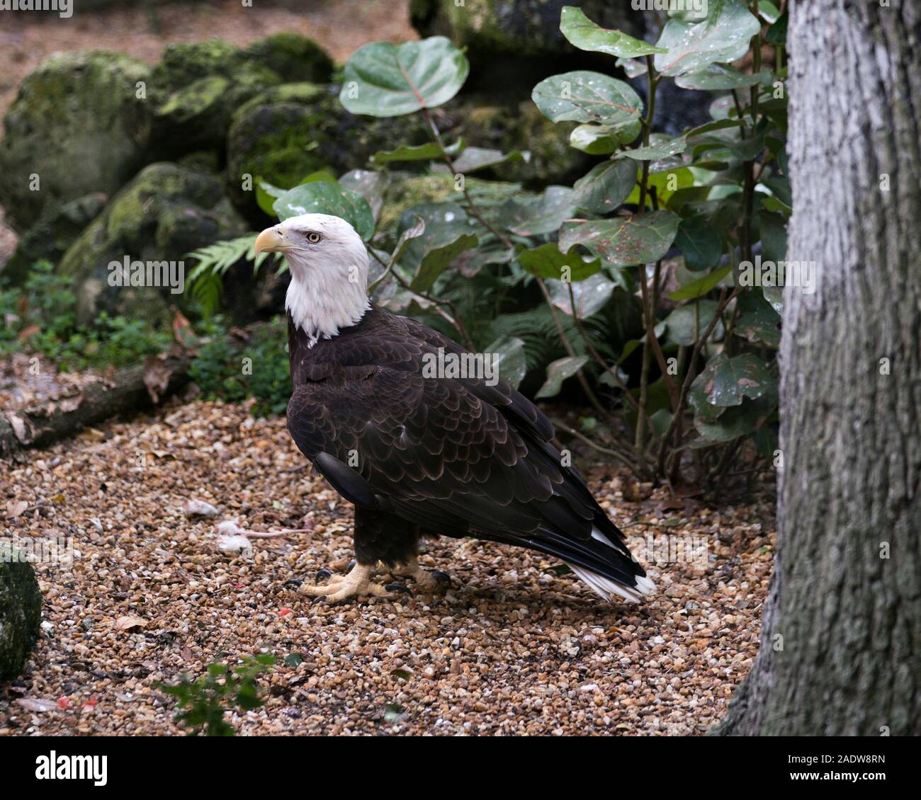 Bald Eagle bird close-up profile view displaying its body, head, eye ...
