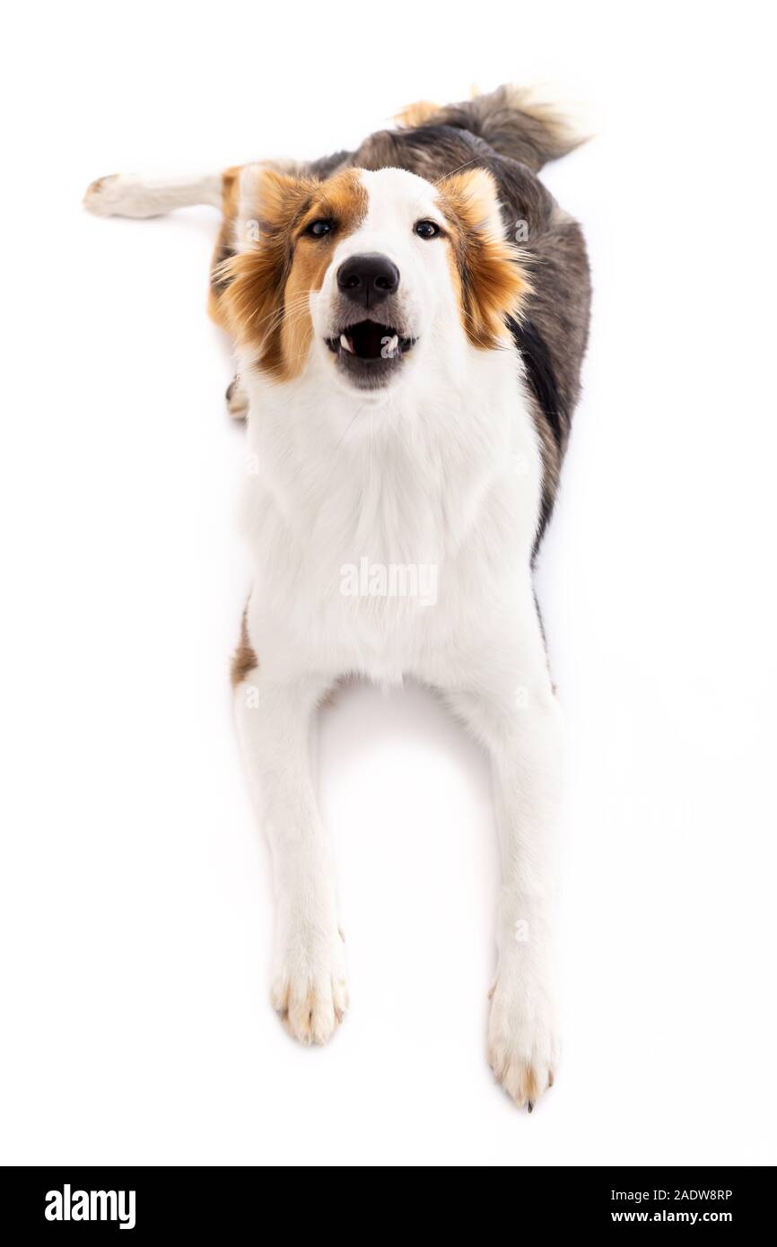 cute puppy is yawning or howling in front of white background, young ...