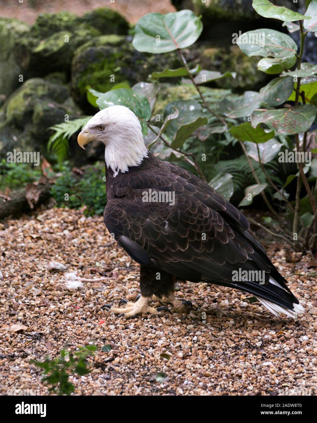 Bald Eagle bird close-up profile view displaying its body, head, eye ...