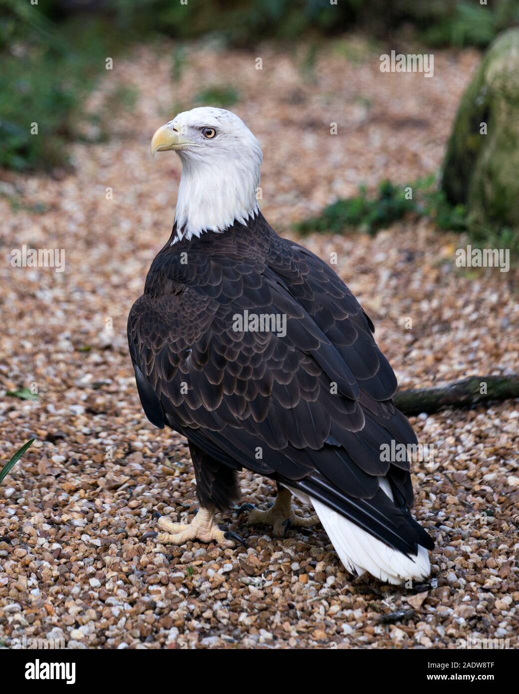 Bald Eagle bird close-up profile view displaying its body, head, eye ...
