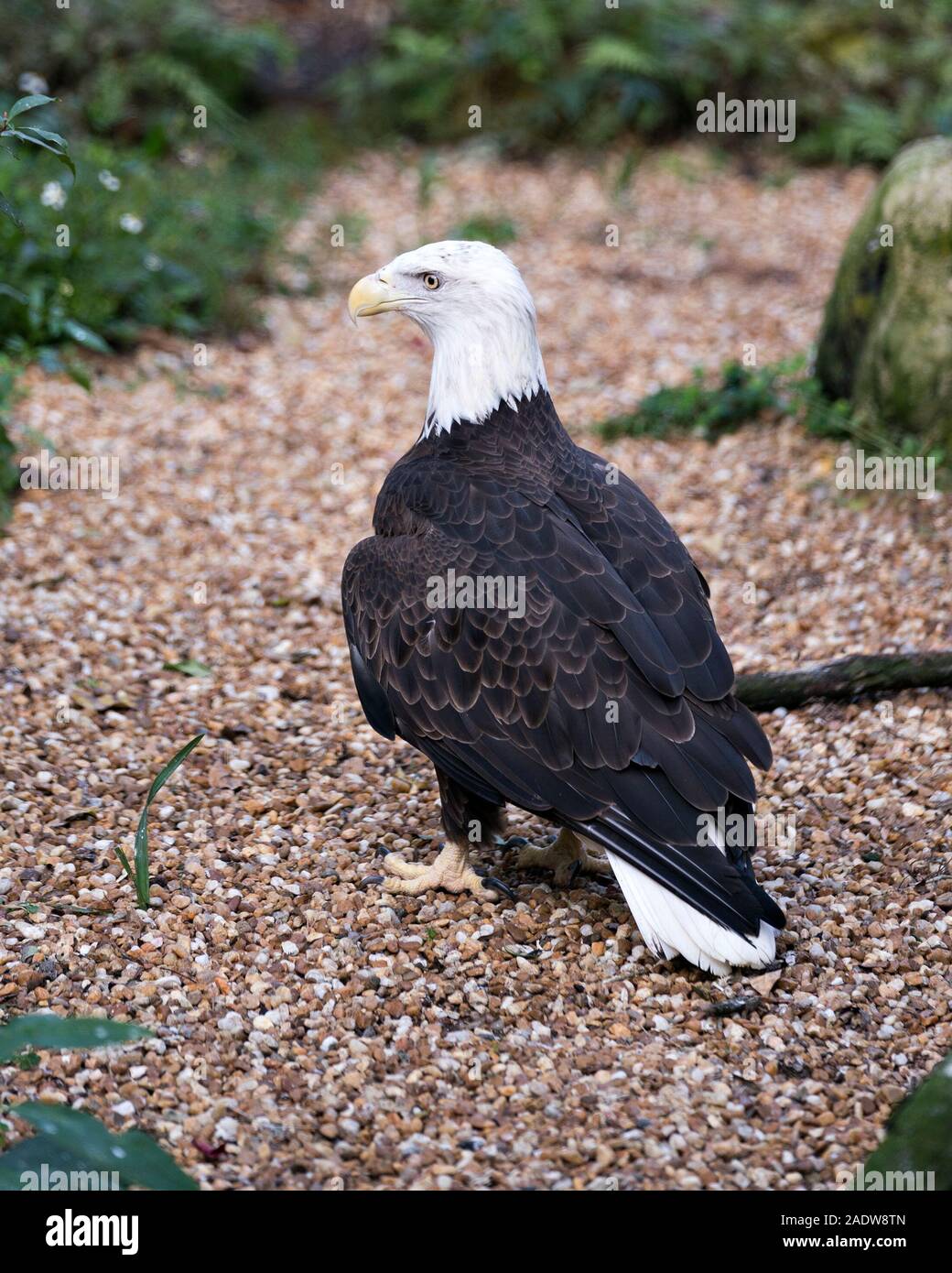 Bald Eagle bird close-up profile view displaying its body, head, eye ...
