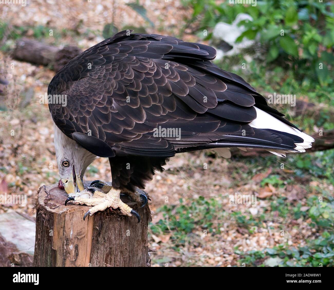 Bald Eagle bird close-up profile view eating its prey on a log bokeh ...