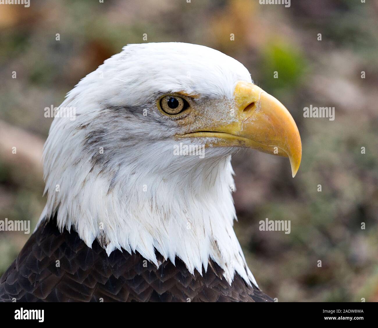 Bald Eagle bird head close-up profile view with a bokeh background head ...
