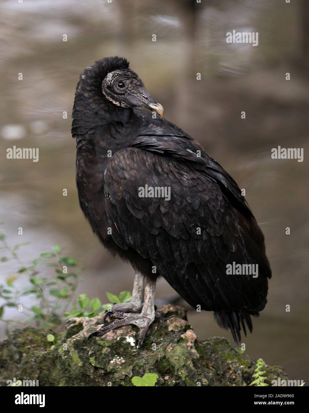 Beauty of vulture hi-res stock photography and images - Alamy