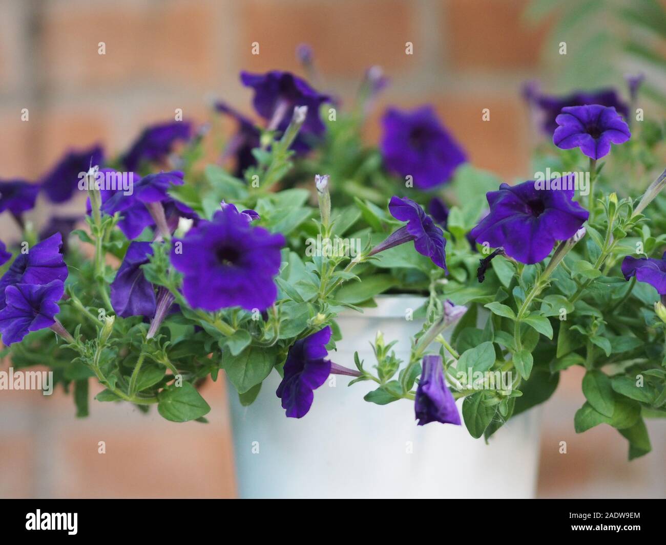 Petunia Hybrida