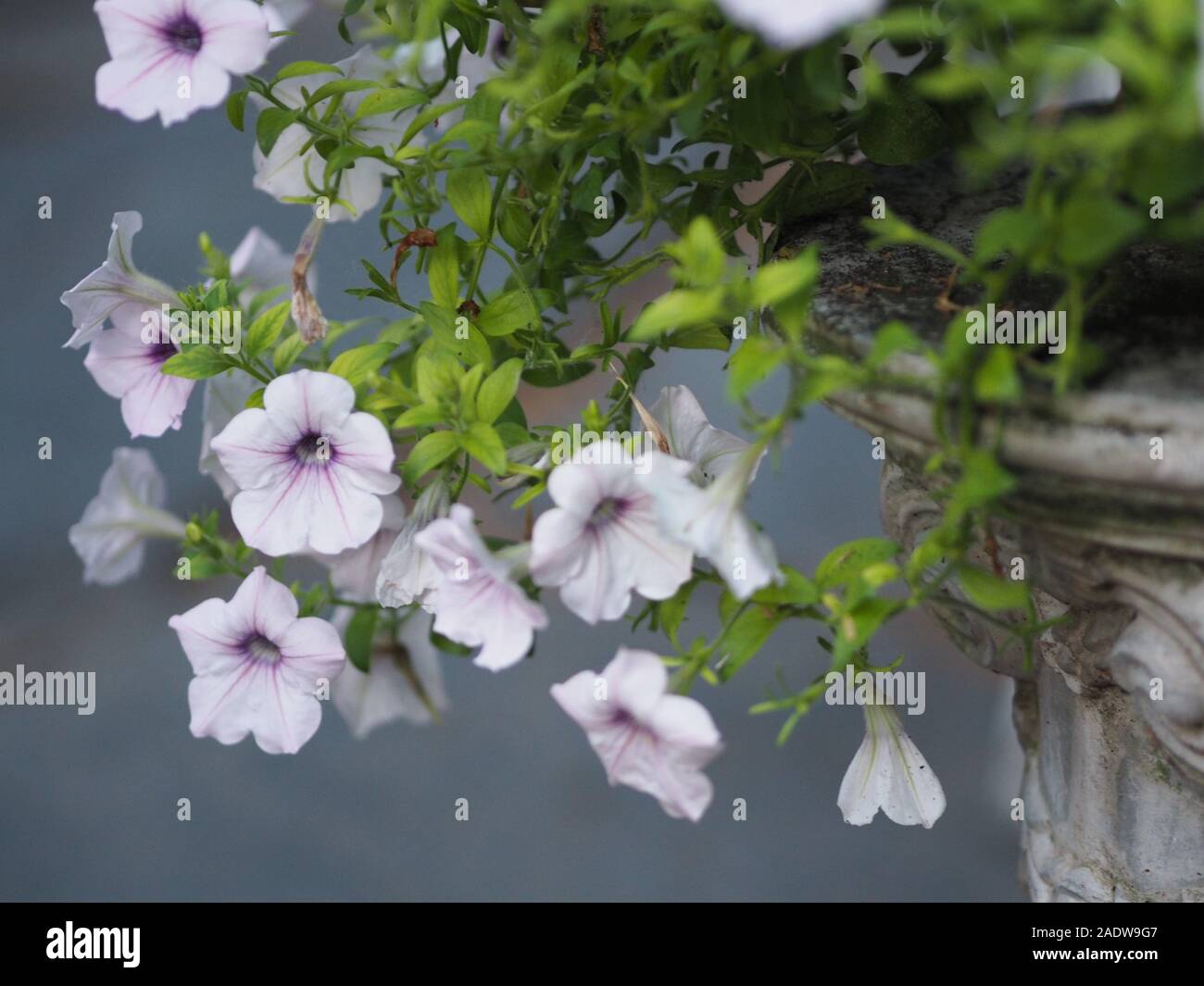 Multiflora petunias hi-res stock photography and images - Alamy