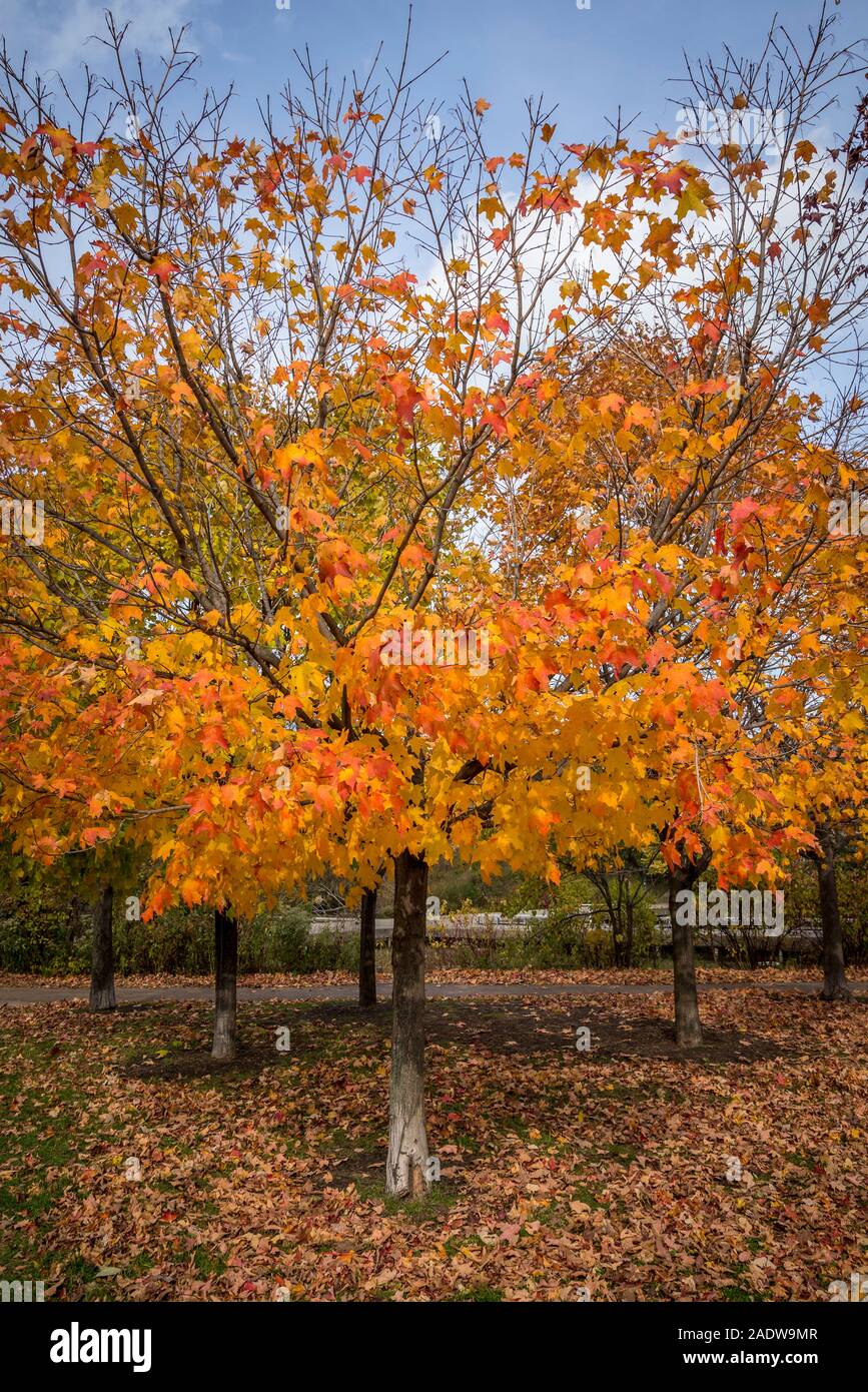 Lincoln park illinois usa hi-res stock photography and images - Alamy
