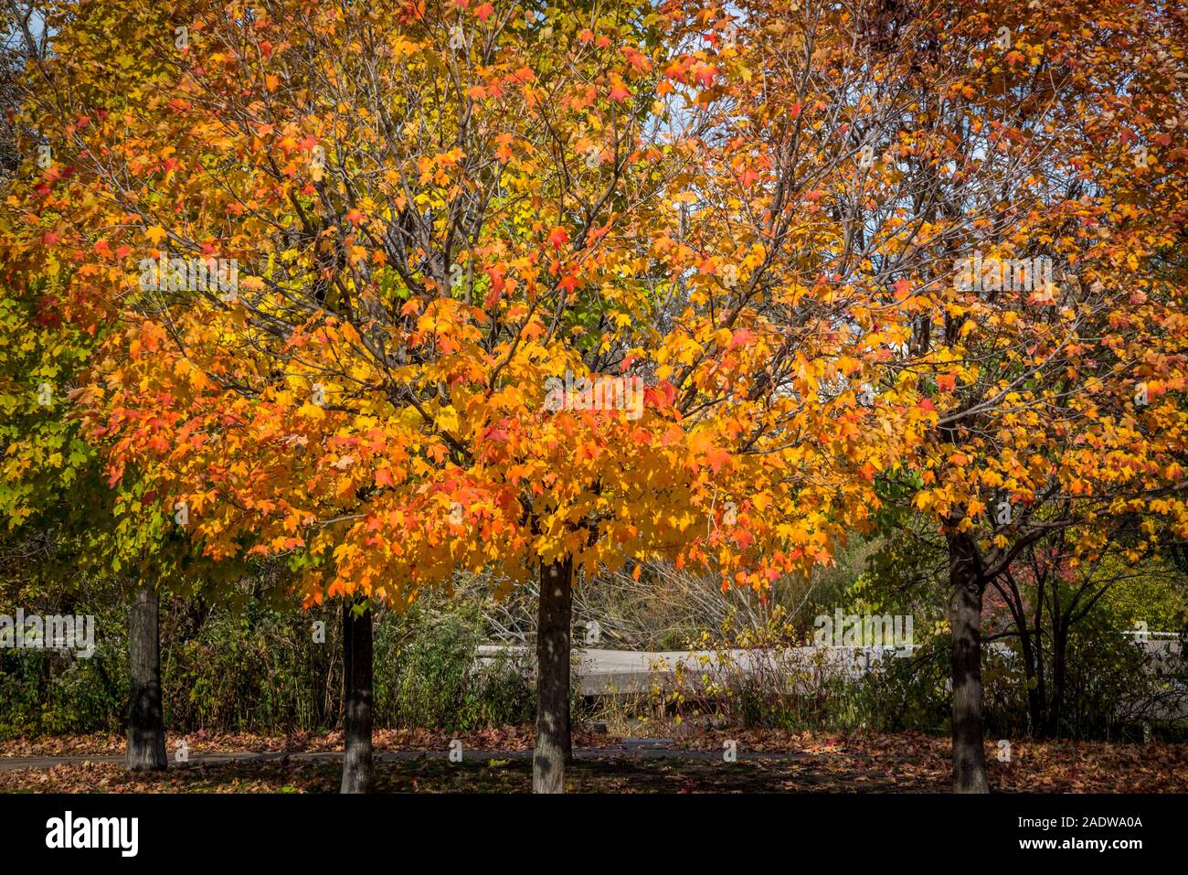 Lincoln park illinois usa hi-res stock photography and images - Alamy