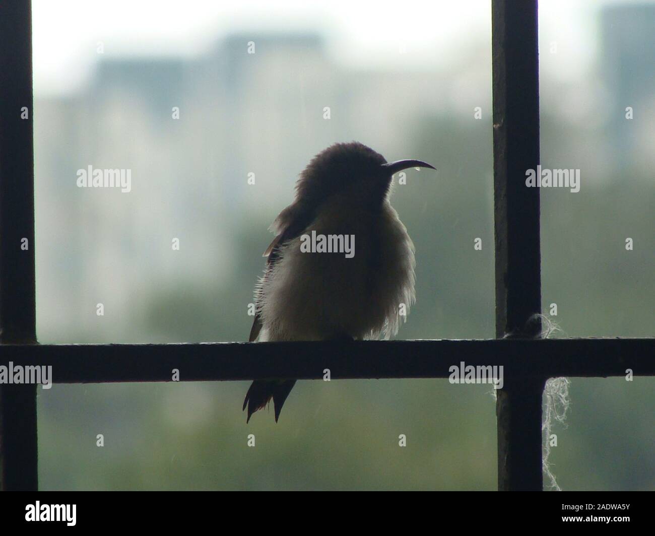 Bird sitting on window, Pune, India Stock Photo - Alamy