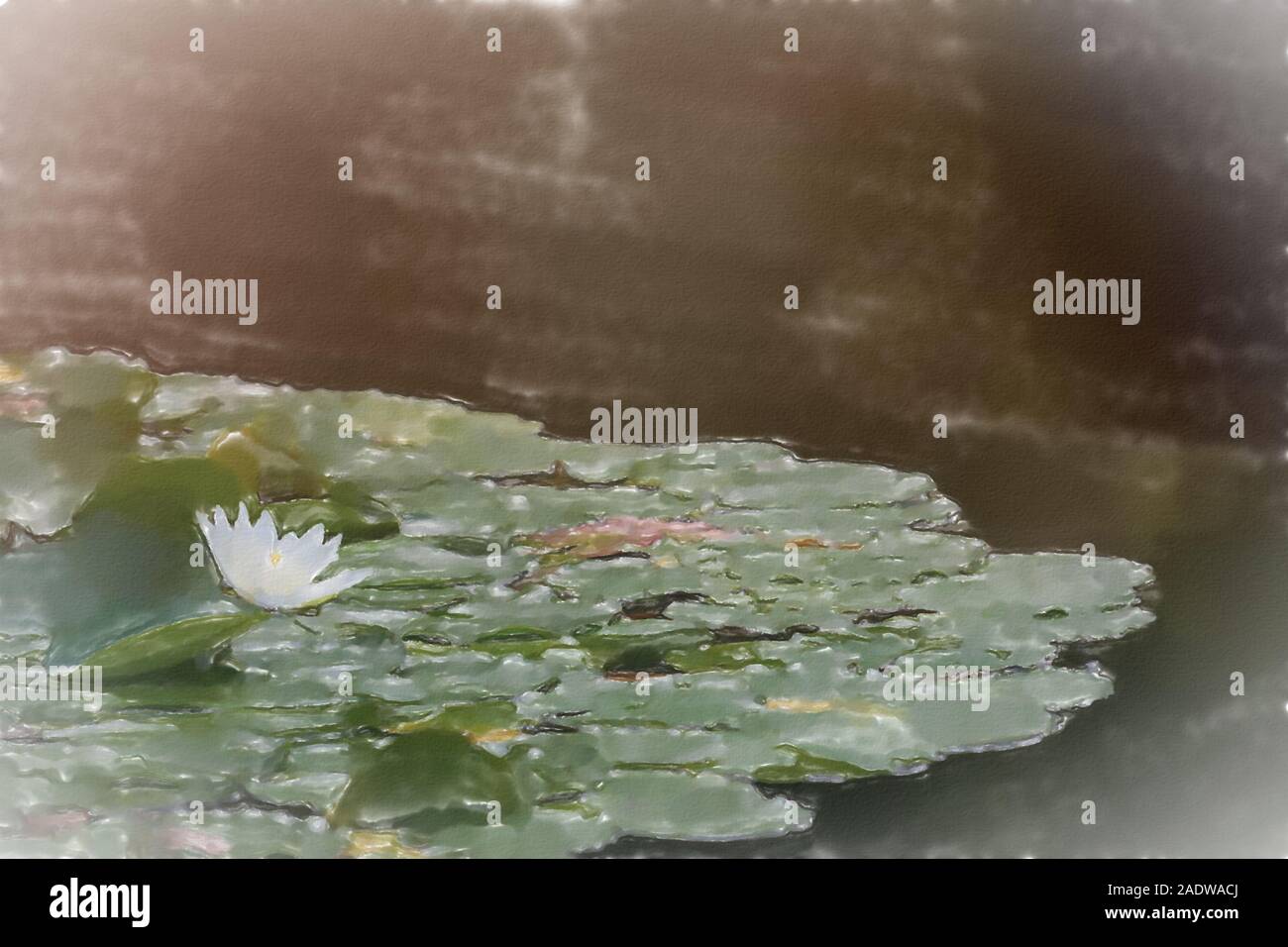 watercolor illustration: Water lily field with a white flower of a ...