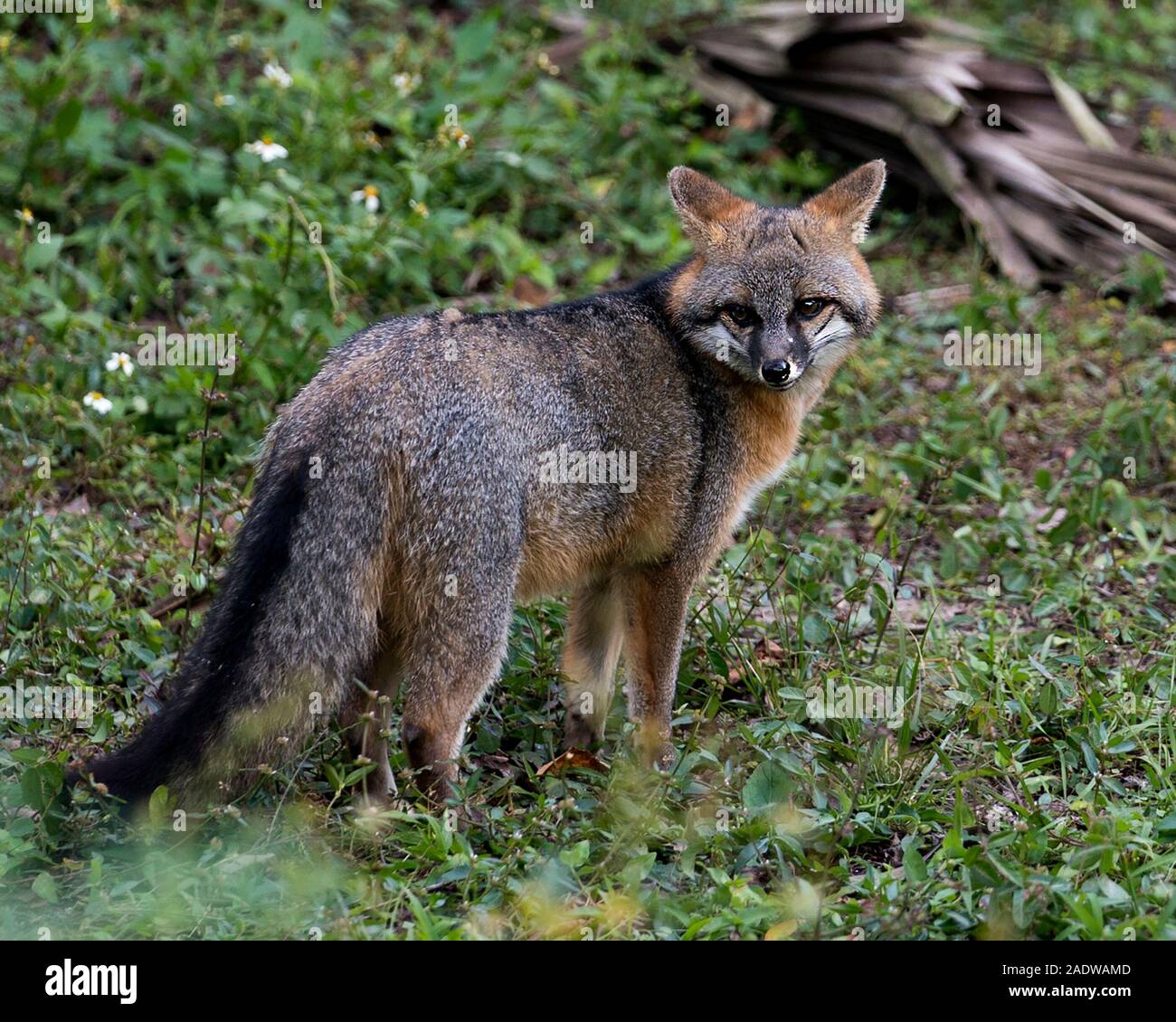 Gray fox animal close-up profile view displaying its body, head, ears ...