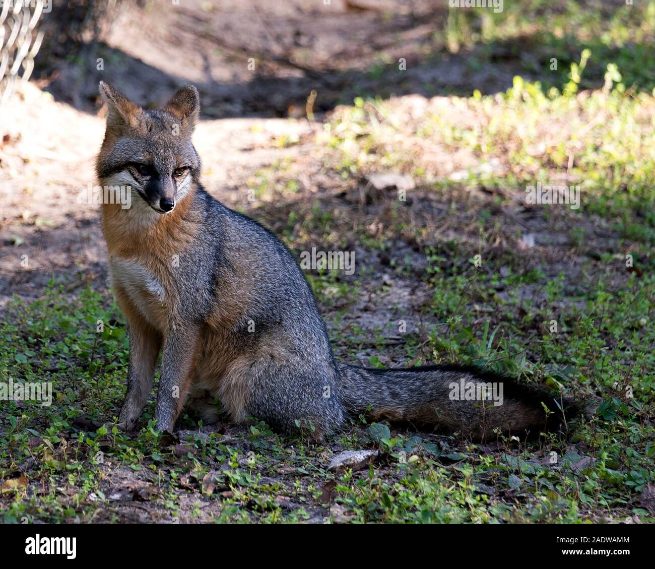 Grey fox animal head close up profile view hi-res stock photography and images - Alamy