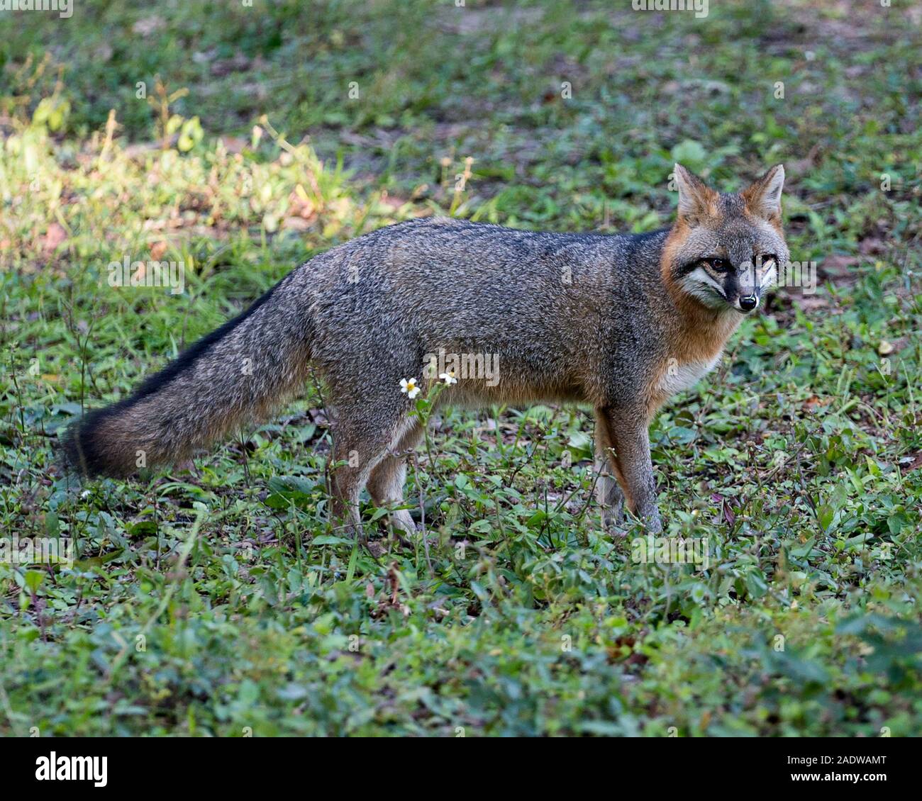 Grey fox animal head close up profile view hi-res stock photography and ...