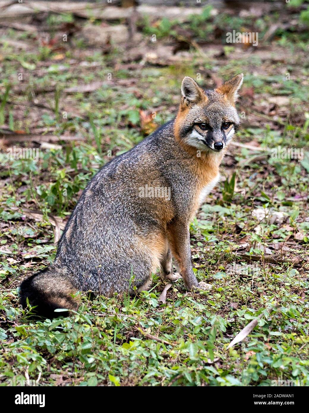 Hairless Gray Fox