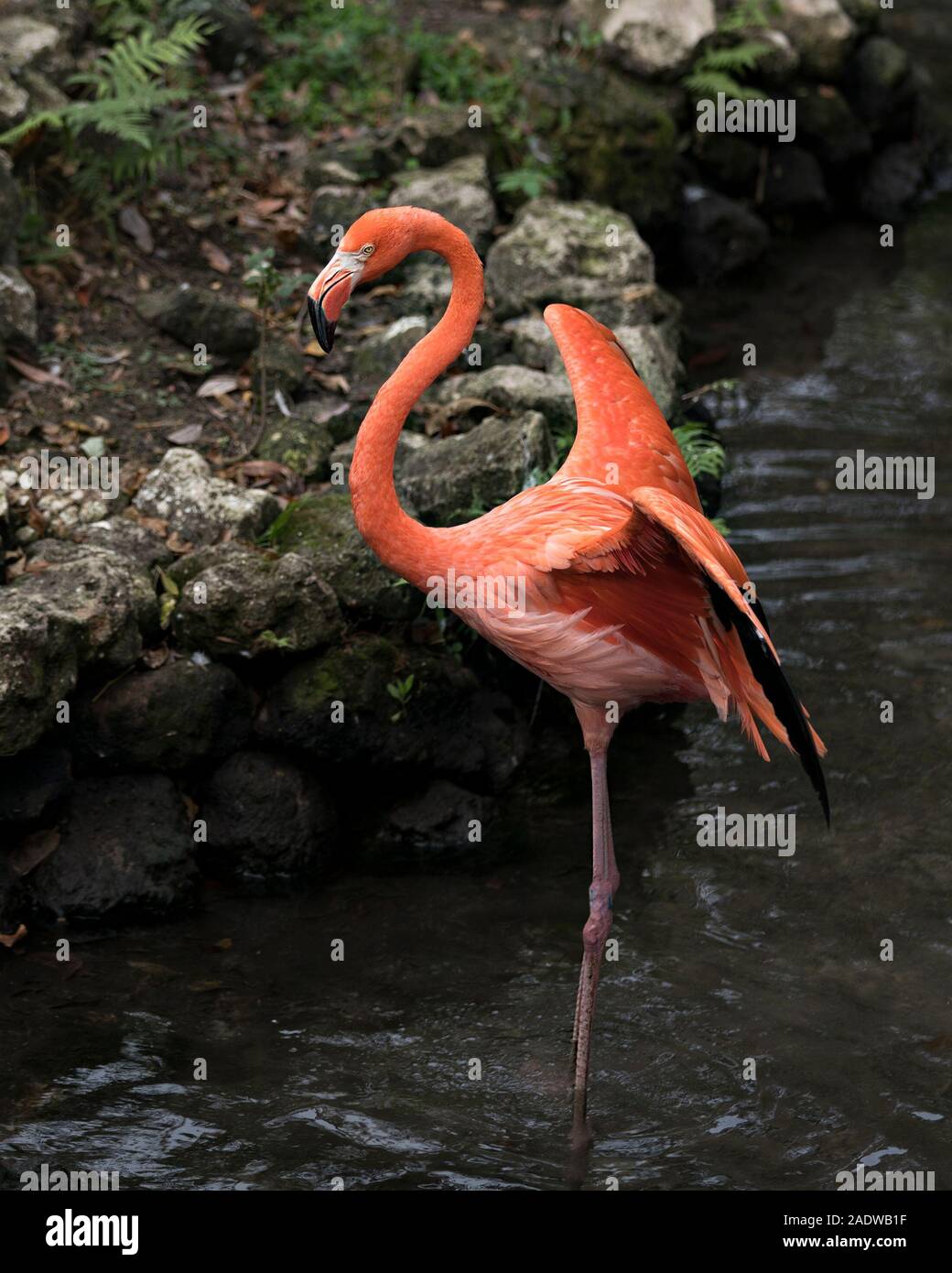 Flamingo bird close-up profile view in the water displaying its spread ...
