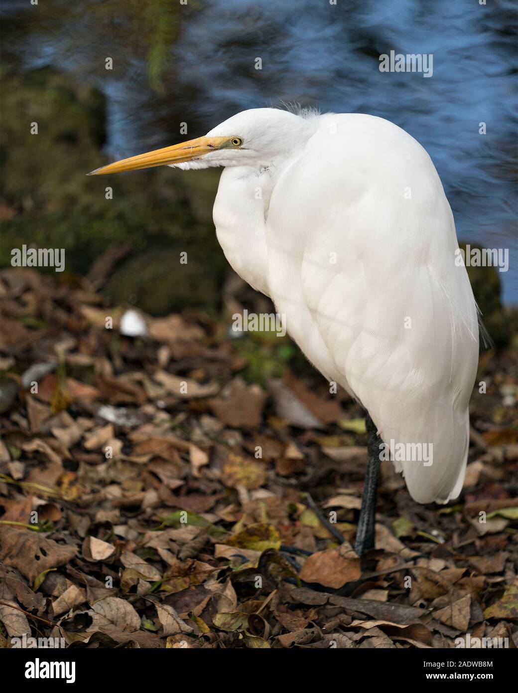 Great White Egret bird close-up profile view by the water displaying ...