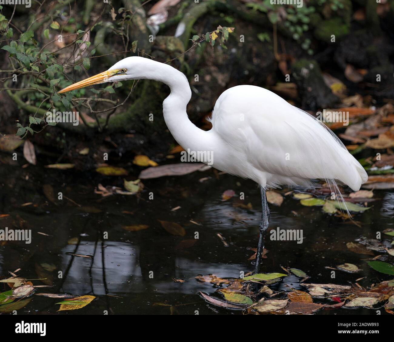 Great White Egret bird close-up profile view in the water displaying ...