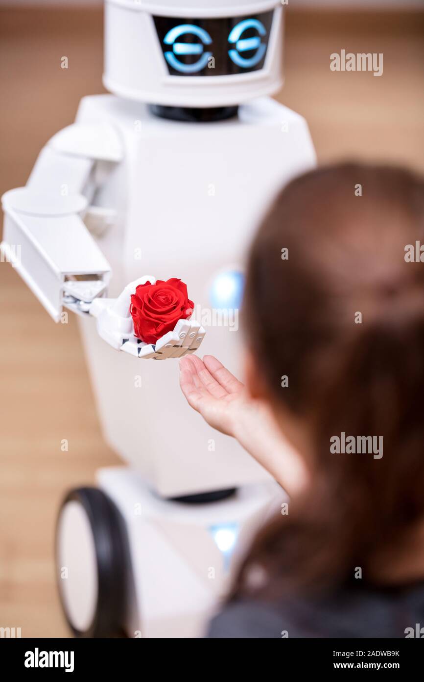 white cute service robot is giving a red rose to a pretty girl Stock ...