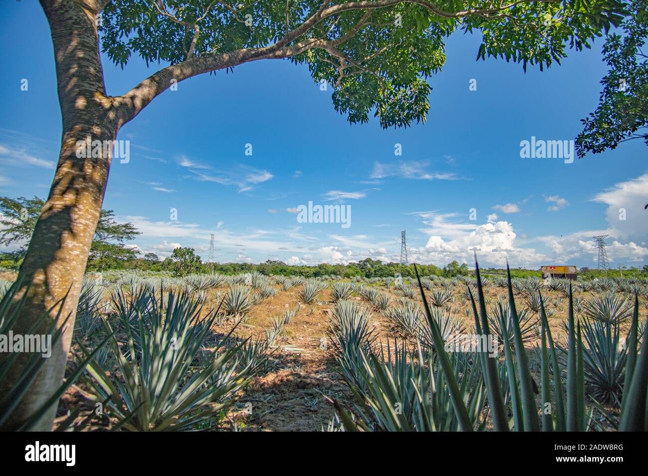 Blue agave field in Mexico Stock Photo - Alamy