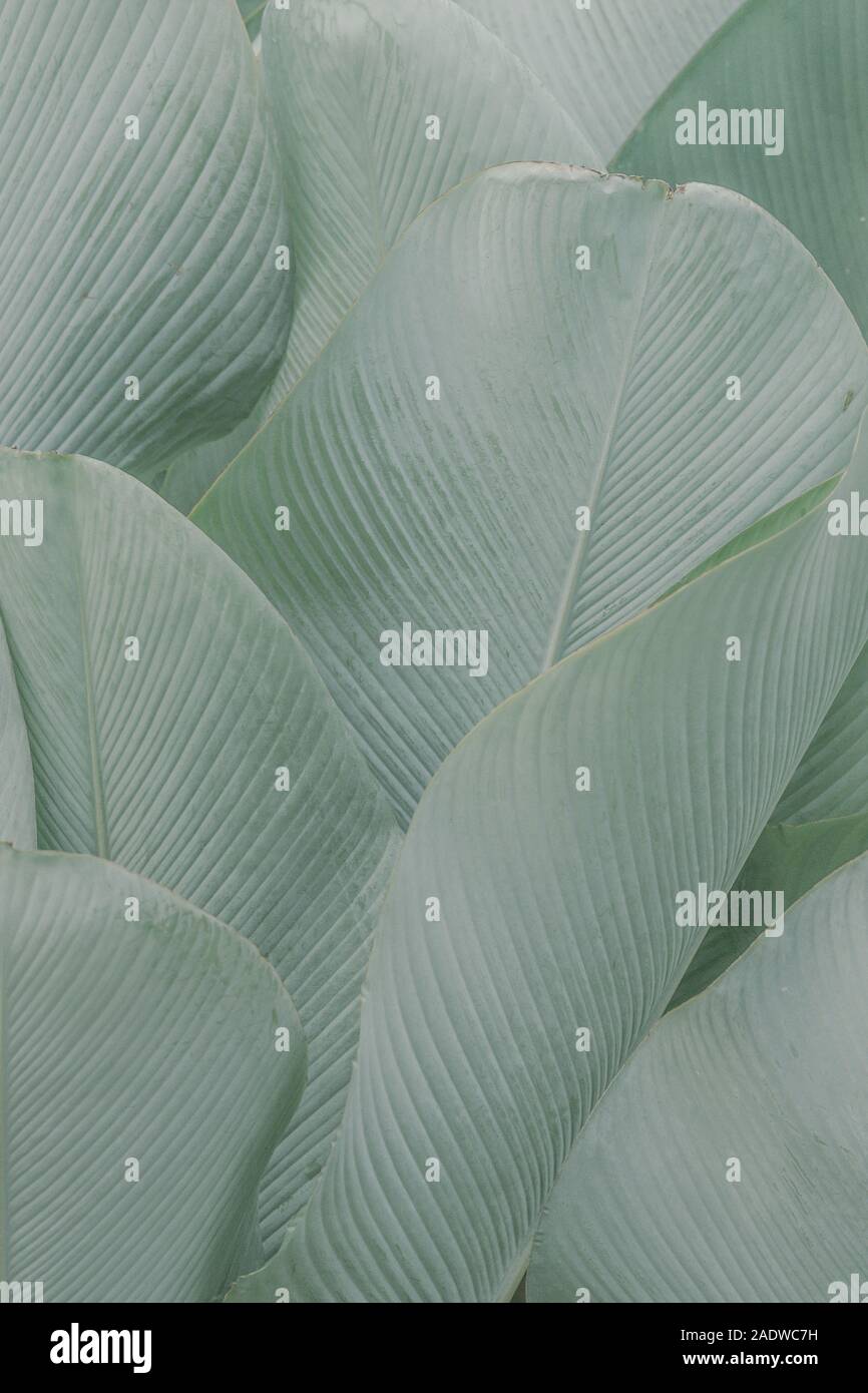 Palm leaves texture hi-res stock photography and images - Alamy