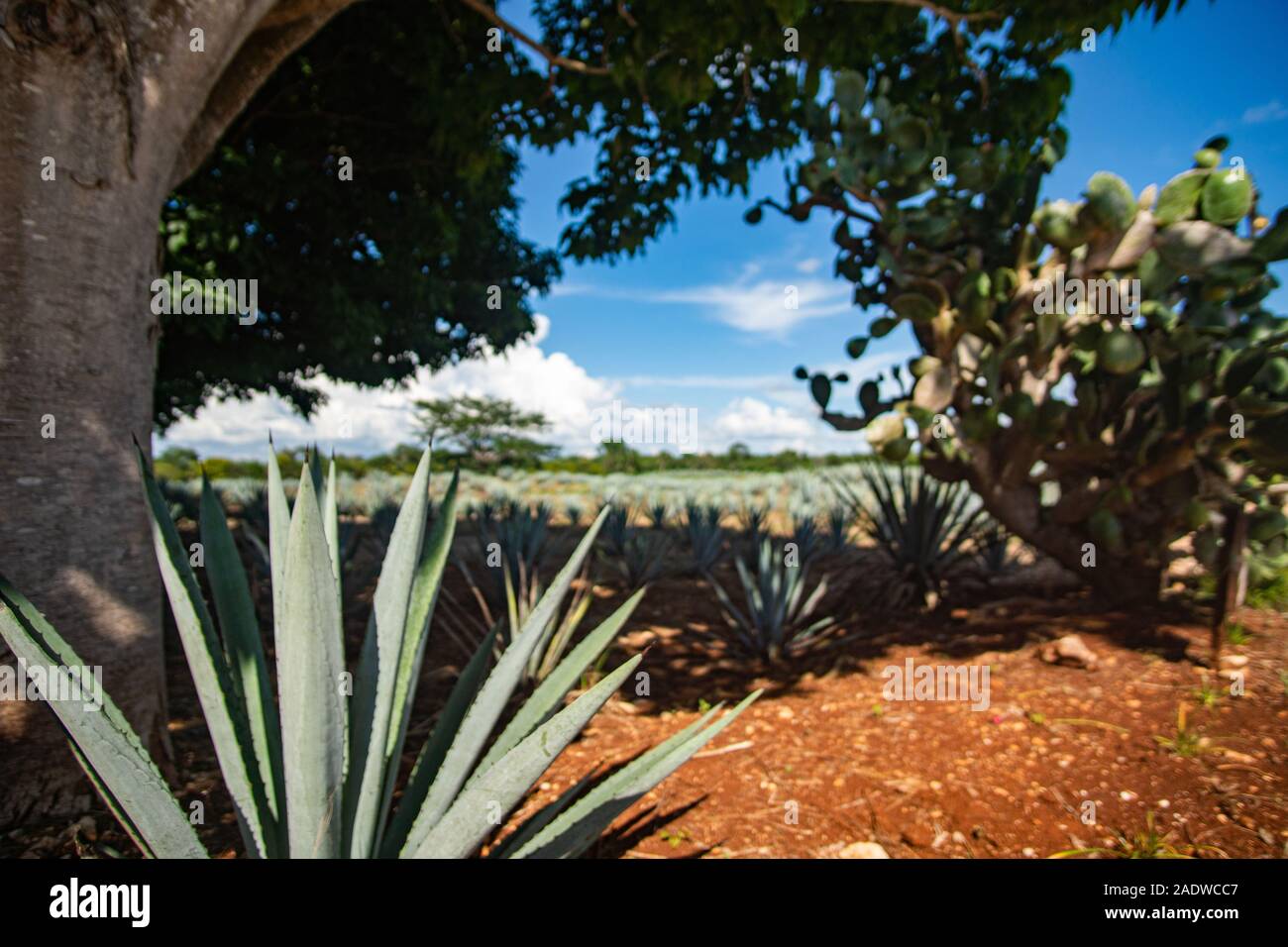 Agave plants palm trees hi-res stock photography and images - Alamy