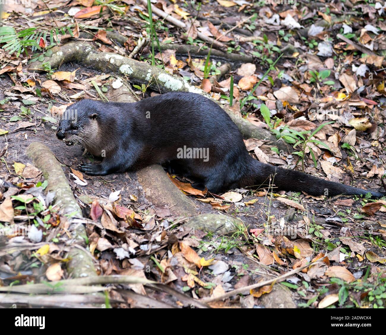 Otter animal close-up profile view resting in a bed of foliage and ...