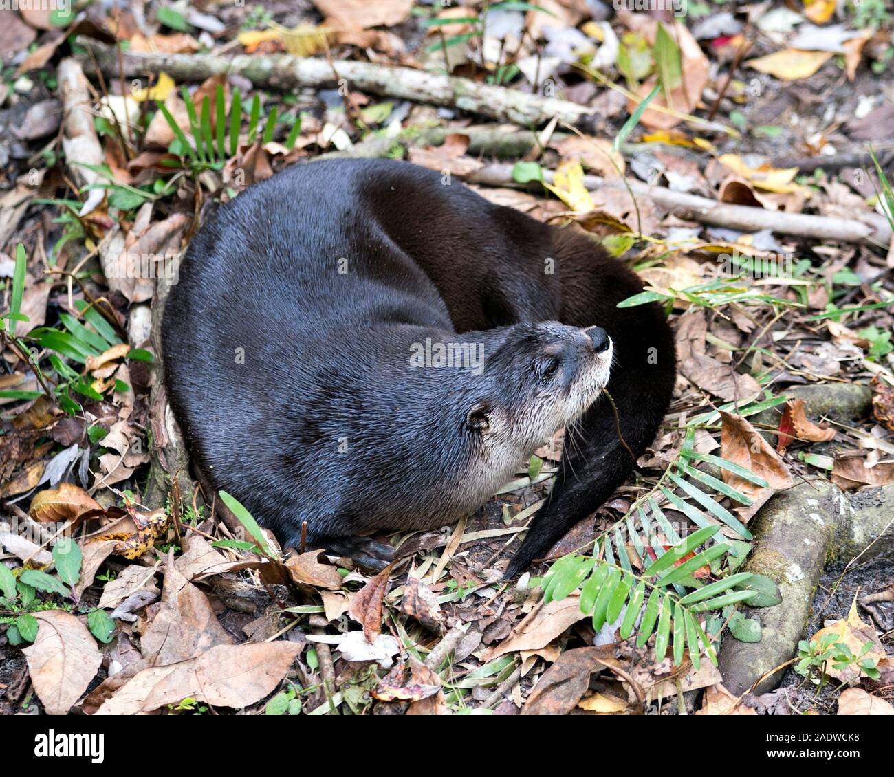 Otter animal close-up profile view resting in a bed of foliage and ...