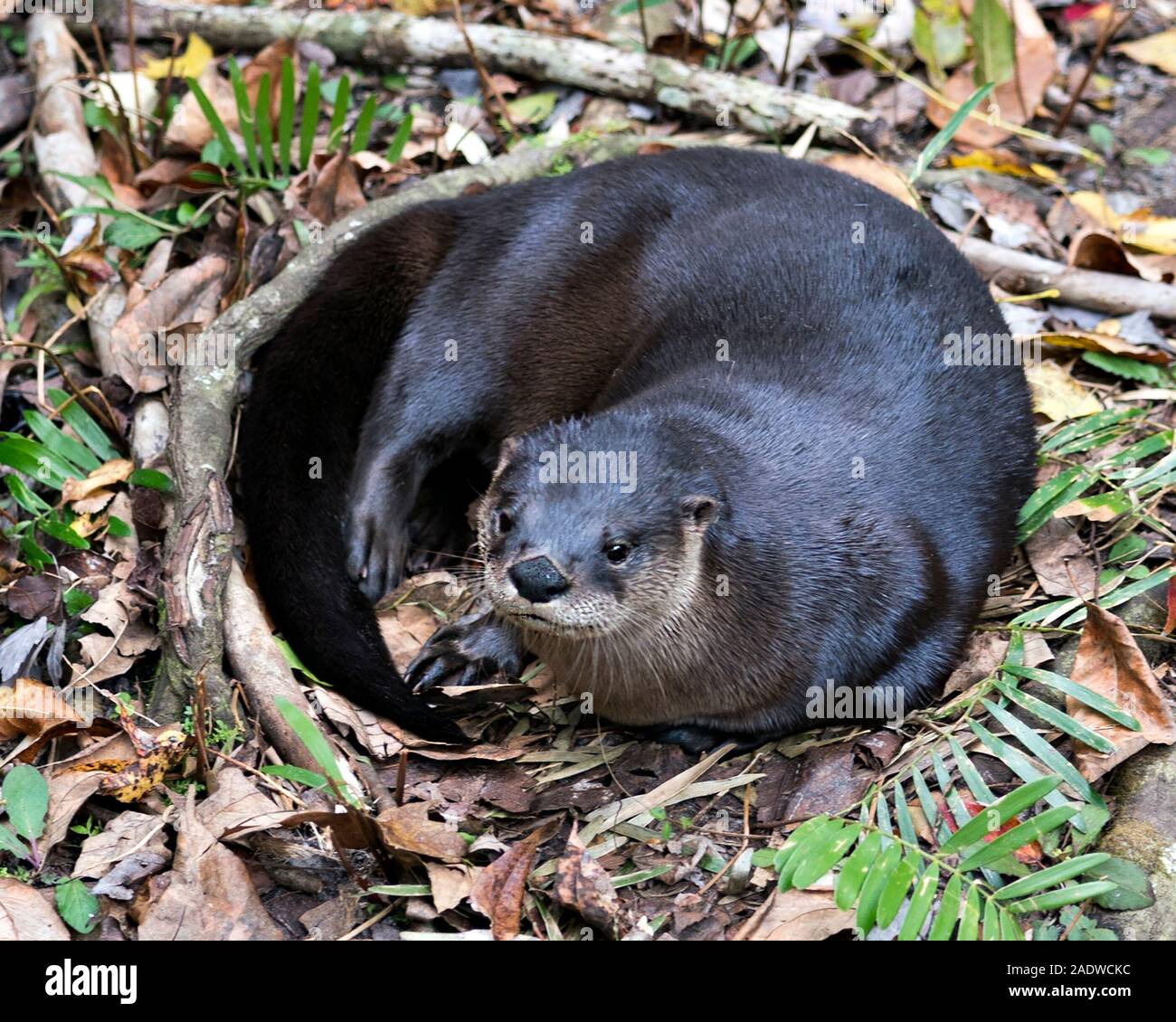 Otter animal close-up profile view resting in a bed of foliage and ...