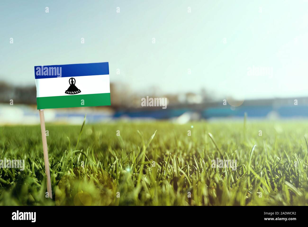 Miniature stick Lesotho flag on green grass, close up sunny field ...