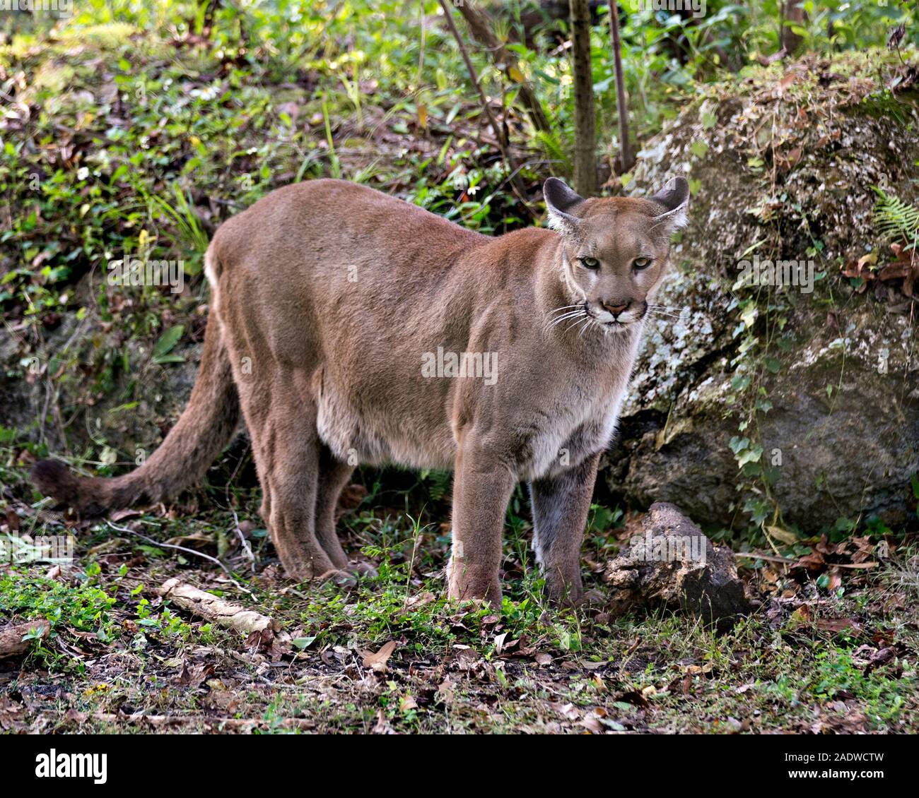 Panther Florida animal close-up profile view looking at the camera with ...