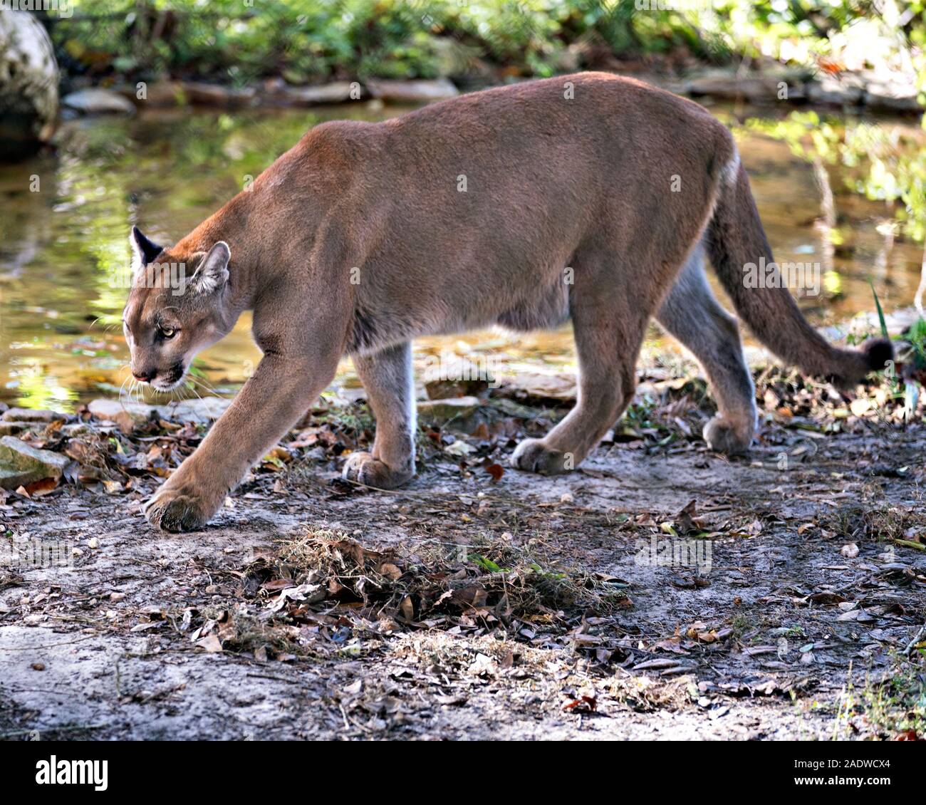 Panther stock photos hi-res stock photography and images - Alamy