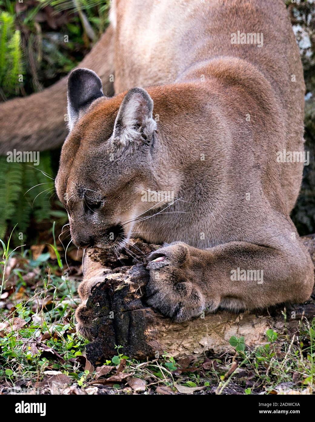 Panther Florida animal close-up profile view scratching the log with a ...