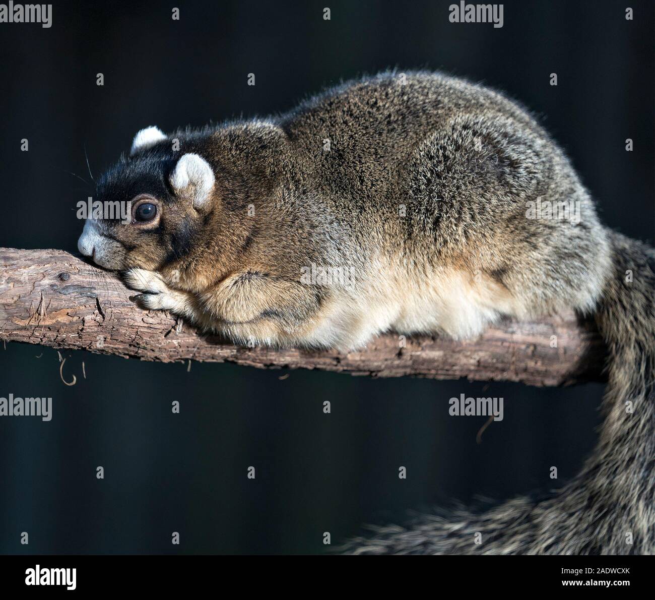 Sherman fox squirrel head close up profile view hi-res stock ...