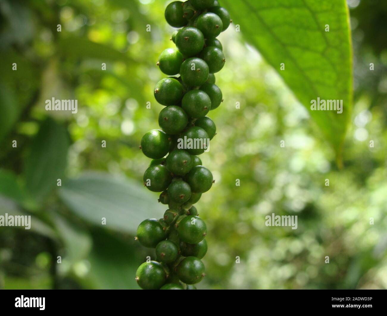 Kerala pepper spices hi-res stock photography and images - Alamy