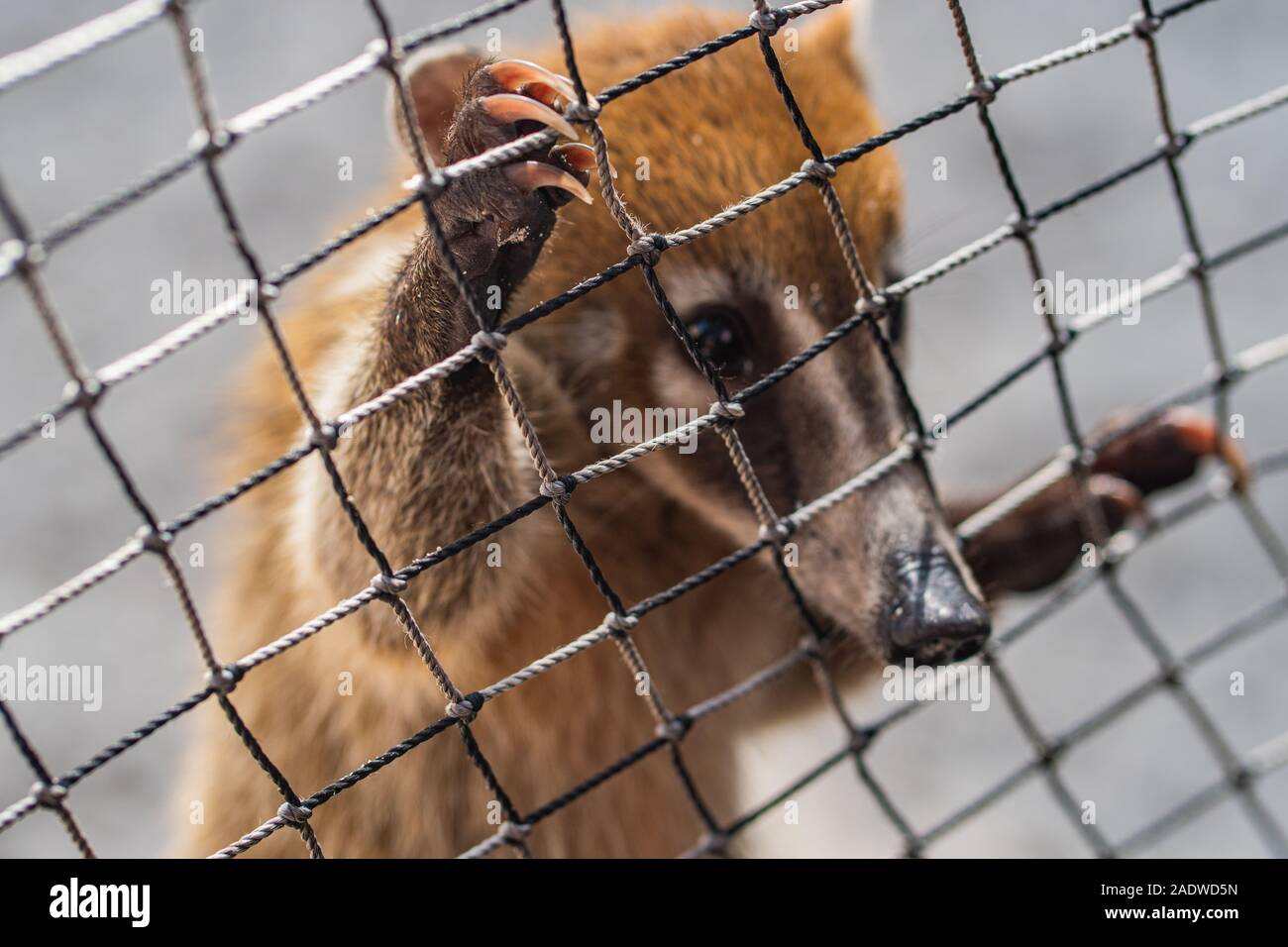 Young cute baby coati looking through fence Stock Photo - Alamy