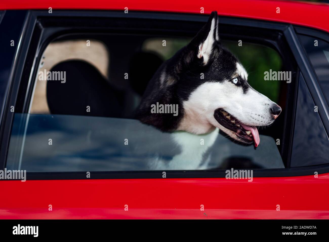 Siberian husky dog peeking out of vehicle window Stock Photo - Alamy