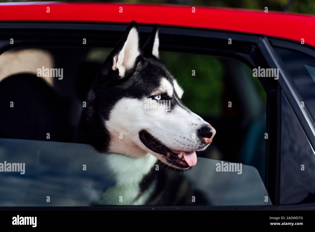 Siberian husky dog peeking out of vehicle window Stock Photo - Alamy