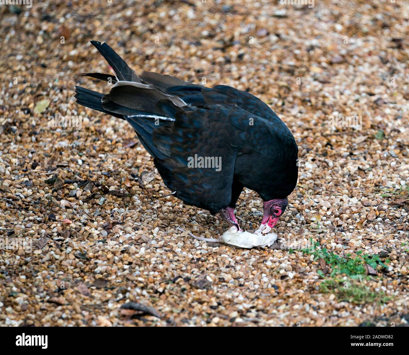 Turkey Vulture bird close up profile photo, with its prey basking in ...