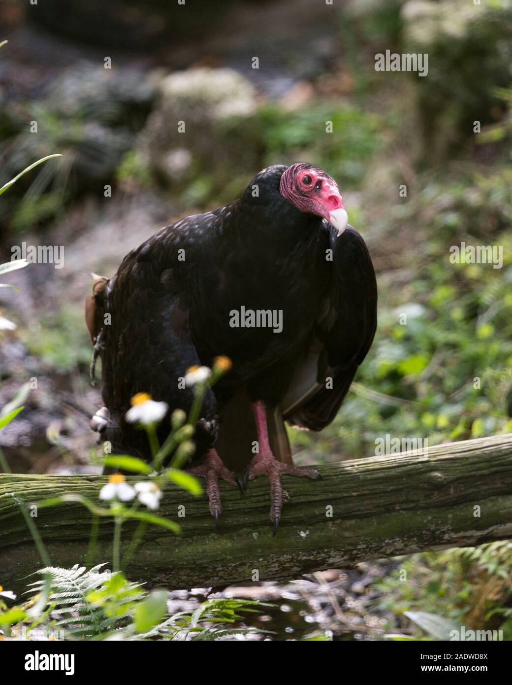 Vulture feet hi-res stock photography and images - Alamy