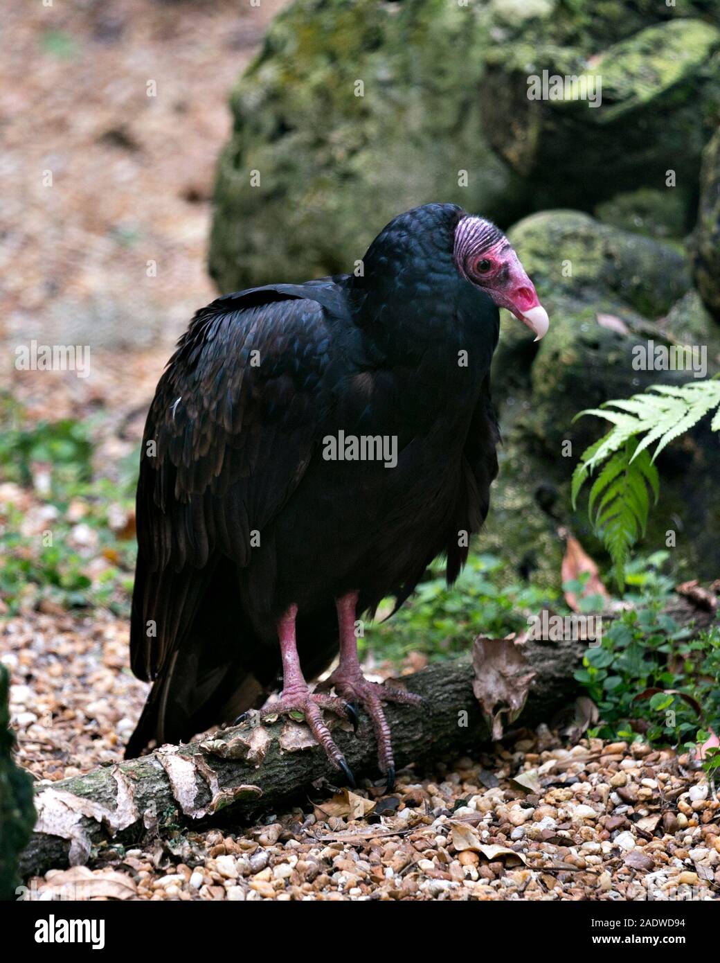 Turkey Vulture bird close up profile photo, perched basking in sunlight ...