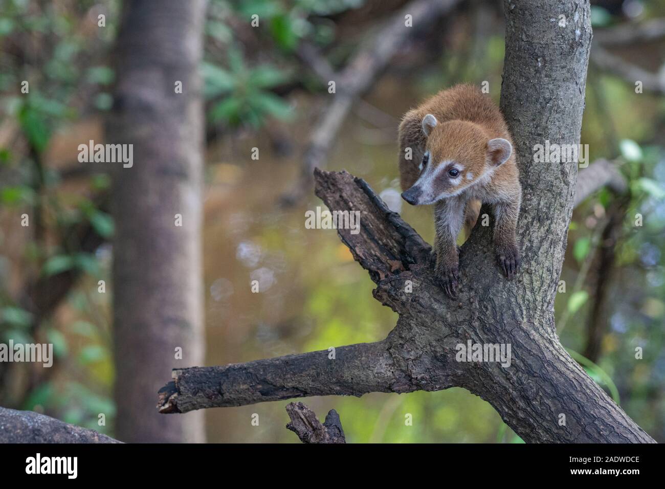 Cute Baby Coatimundi