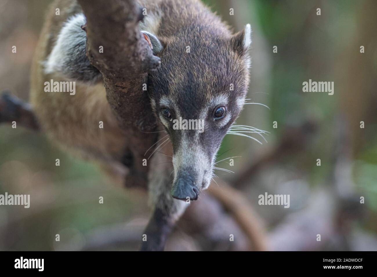 Ring tailed coatis hi-res stock photography and images - Alamy
