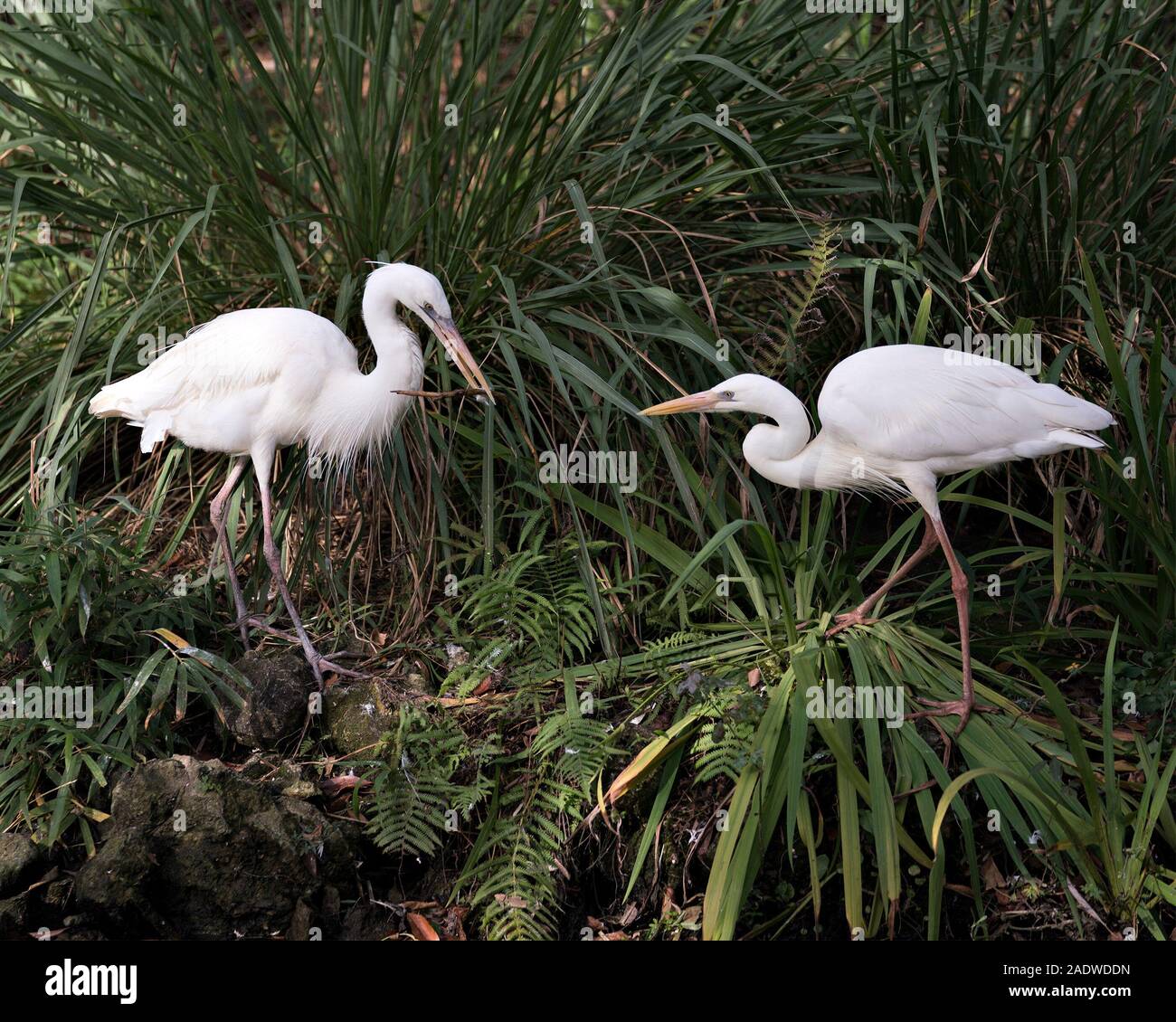White Heron birds close-up profile view interacting with each other displaying its body, head ...