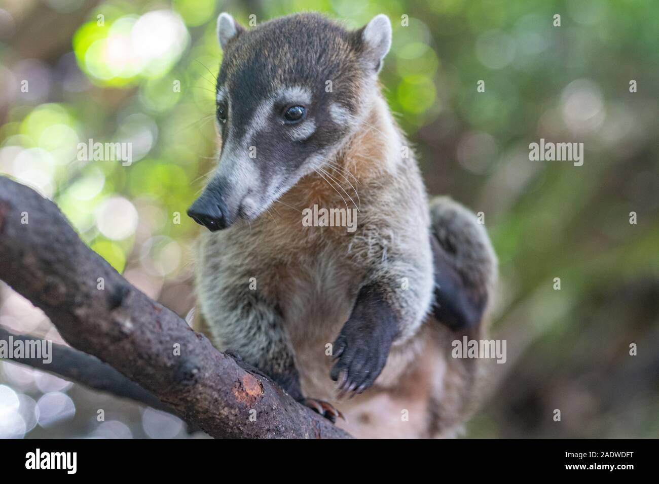 Cute Coati sitting on a tree Stock Photo - Alamy
