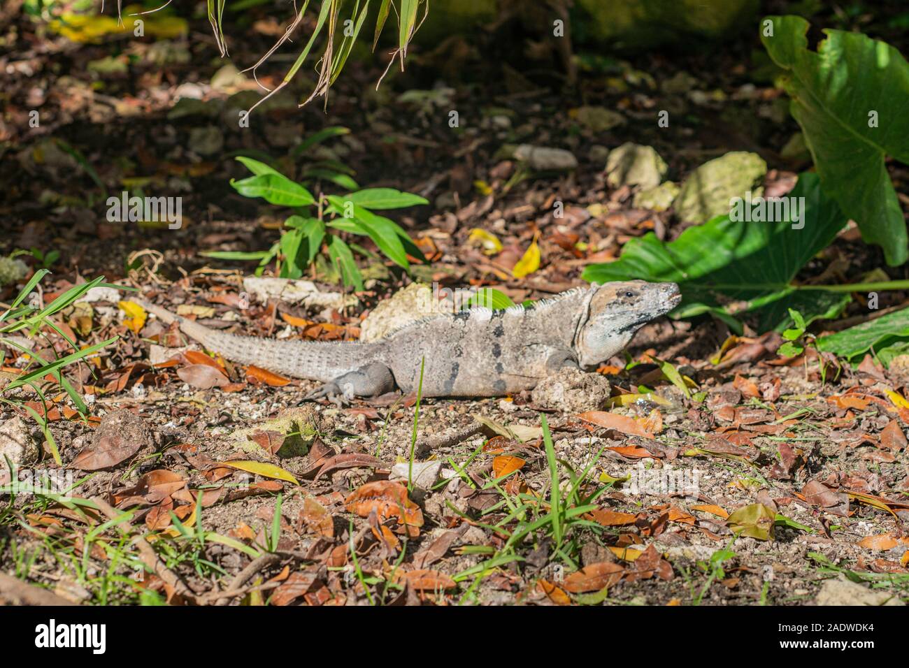 Black Iguana lying in field in Mexico Stock Photo - Alamy